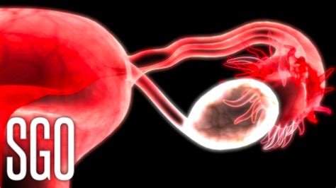 Parp Inhibitor Tops Chemo For Recurrent Brca Ovarian Cancer