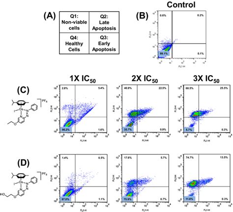 A Diagram Representing The Four Quadrants In Cell Population Plots