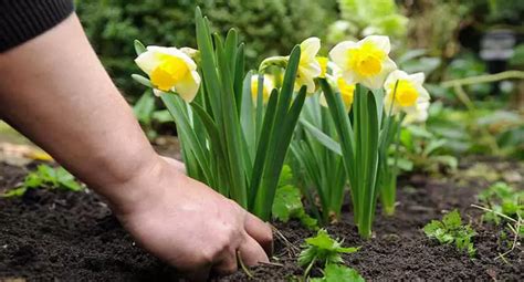 How To Care For Daffodils At Jake Town Blog