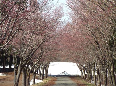 岩木山の桜並木 開花状況（2025年5月1日） 岩木山観光協会