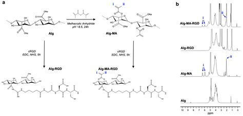 Foods Free Full Text Dual Crosslinked Alginate Based Hydrogels With
