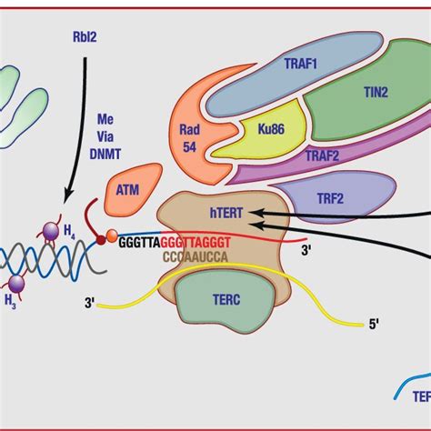 Schematic Representation Of Telomere Structure In The Eukaryotic Cell