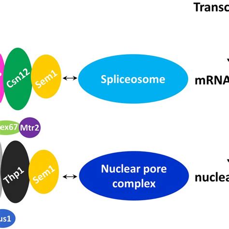 A Model Of Two PCI Domain Containing Protein Complexes In Download Scientific Diagram