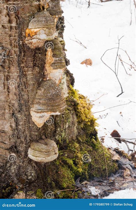 Fruiting Bodies Of A Bracket Fungus On Birch Stock Image Image Of