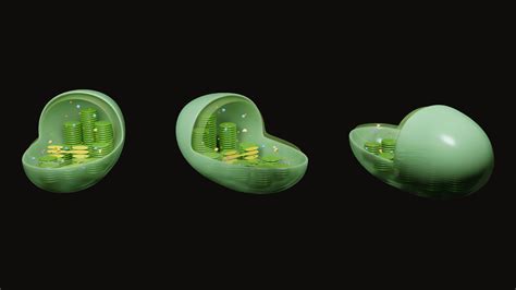3d File Chloroplast Cross Section Anatomy・model To Download And 3d Print・cults