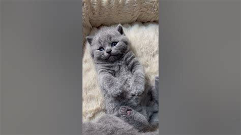 უსაყვარლესი ბრიტანული კნუტი ♥️ ბრიტანულიკნუტი ბრიტანულიკატა Kitten Youtube