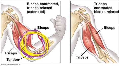Bicep And Tricep Muscles