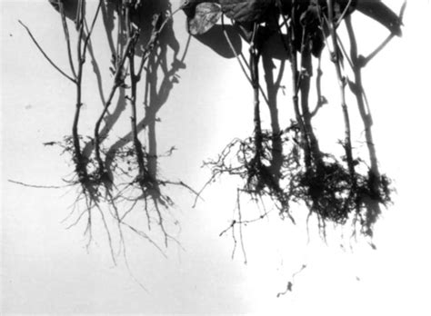 Soybean Plant Root