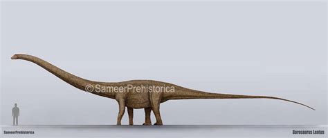 Explore The Best Barosaurus Art Deviantart