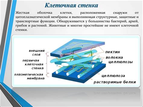 Растительная клетка Клеточная стенка Online Presentation