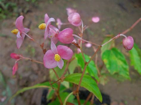 Begonia Oligantha Begoniaceae Image 75037 At PhytoImages Siu Edu