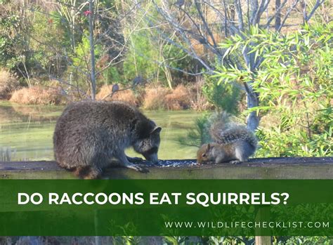 Do Raccoons Eat Squirrels Unveiling The Omnivorous Nature Of Raccoons