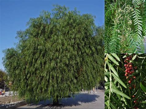 Schinus Molle L 57166 Biodiversidad Virtual Plantas