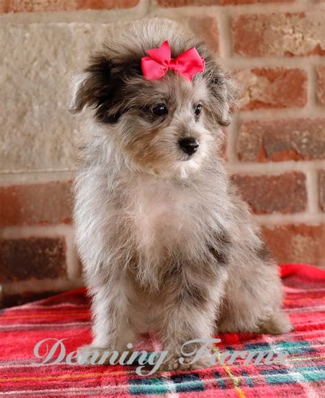 Pomapoo Puppies For Sale Denning Farms Pomapoo Breeder Iowa
