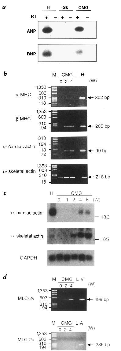 Expression Of Cardiomyocyte Specific Genes In And Phenotype Analysis Of