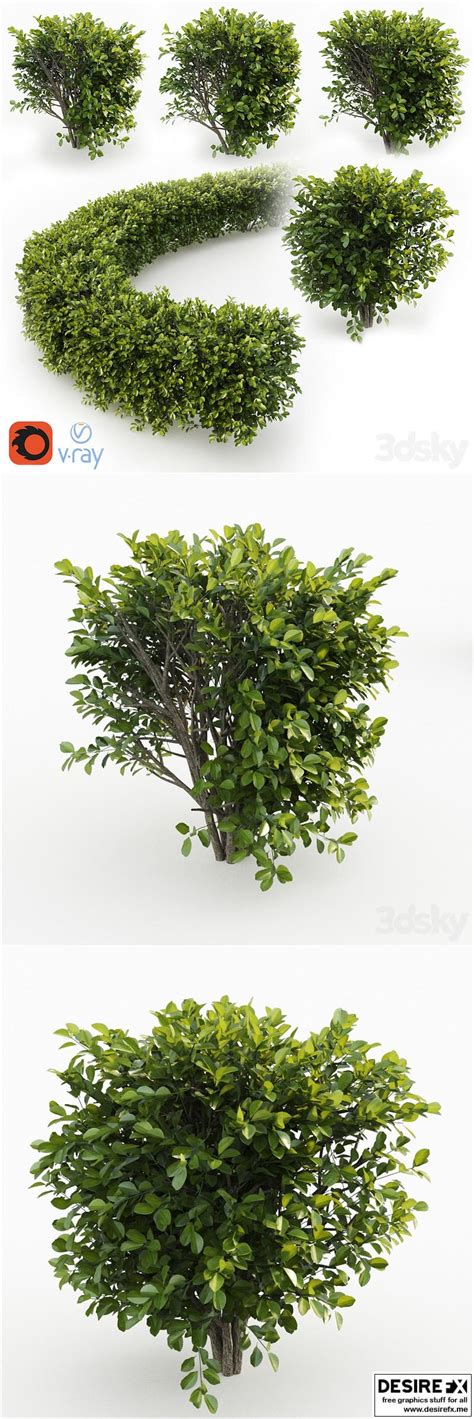 Desire Fx 3d Models Cherry Laurel 3d Model