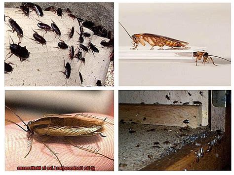 Do Cockroaches Live In Mattresses All About Roaches