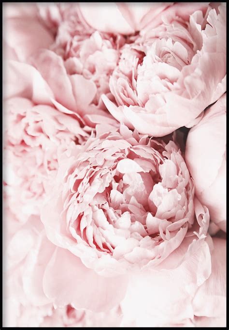 Peonies Poster 50x70cm Glamposters