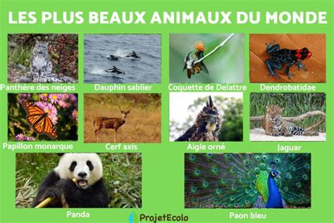 Top Des 20 ANIMAUX Les PLUS BEAUX Du MONDE