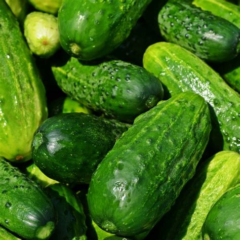 Kalendarz wysiewania sadzenia i zbiorów warzyw
