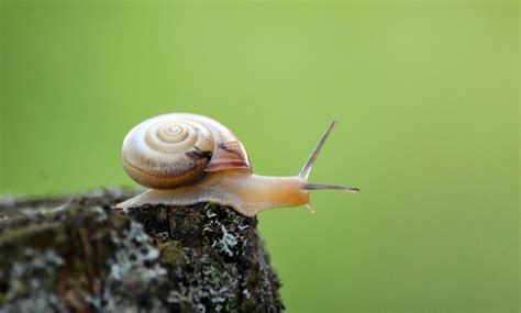 5 000개 이상 무료 달팽이 및 자연 사진 Pixabay