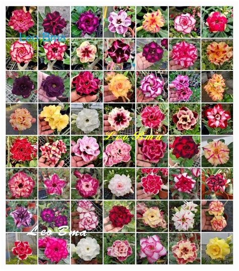 Whiteroses Art I Subscribed To The Colorcrushcreative Newsletter