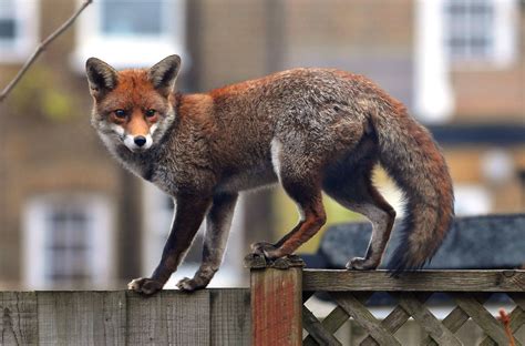 Cat Fox