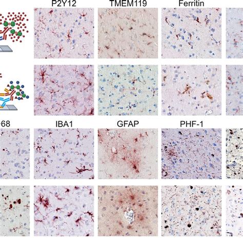 Comparison Of Single And Sequential Histological Staining In Download Scientific Diagram
