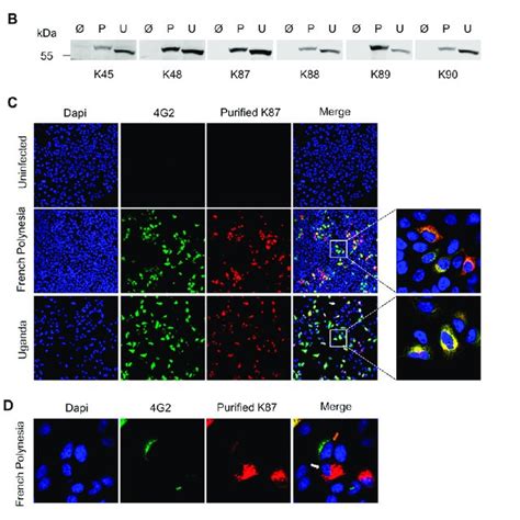 Recognition Of Zikv E Protein In Infected Cells By The Purified Download Scientific Diagram
