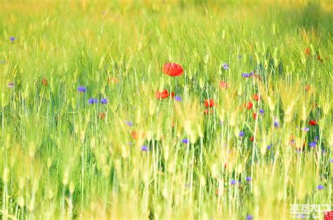 포토친구 양귀비꽃이 있는 풍경