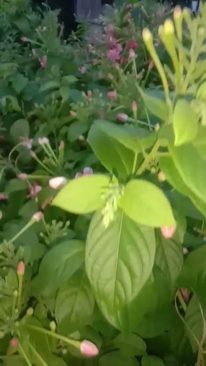 মাধবীলতা ফুল আমার বাড়ির ছাদে😍 Shortvideo Youtube