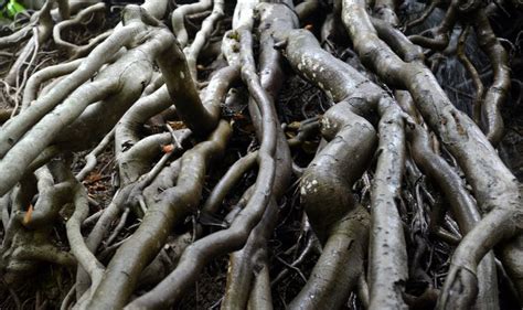 Plants On Walls Easy Affordable Living Walls You Can Grow 04