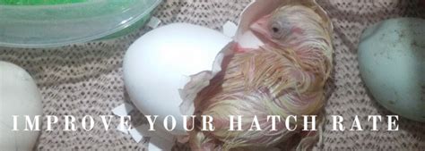 How To Improve Hatch Rate Expert Answers Egg Incubation