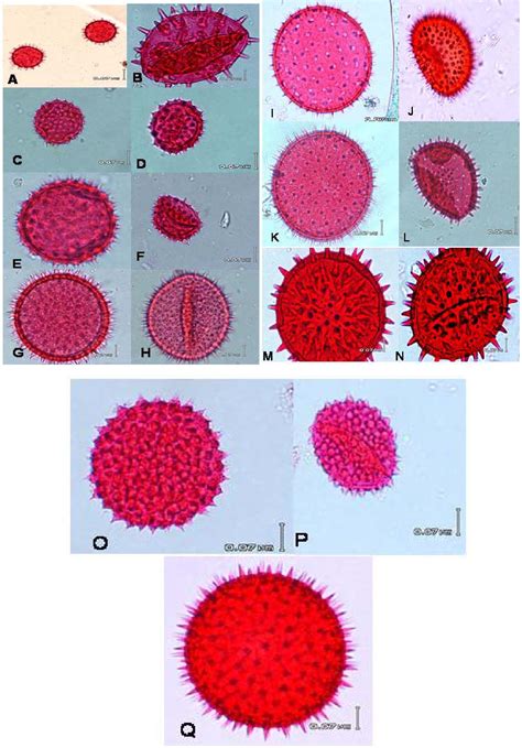 Figure 2 From Systematic Implications Of Pollen Morphology In The