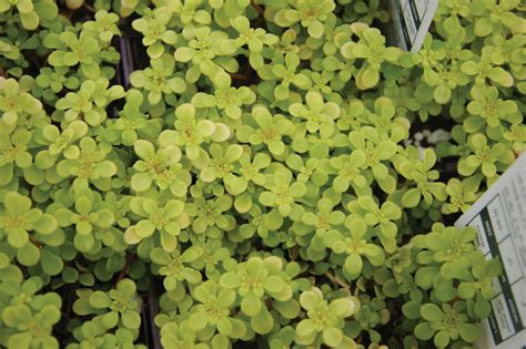 Sedum Makinoi Ogon Goode Greenhouses