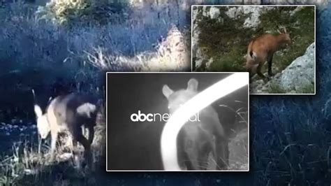 Nga Ariu Te Dhelpra E Macja E Egër çfarë Fiksuan Kamerat Kurth Në Parkun Kombëtar Të Tomorrit