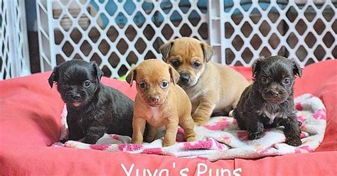 The New Fab Four Album On Imgur