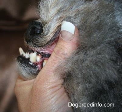 Showing Genetics And Breeding Teeth The Bite