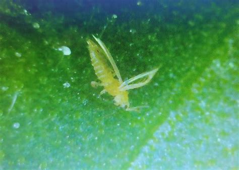 Tiny White Mystery Bug Bugguidenet