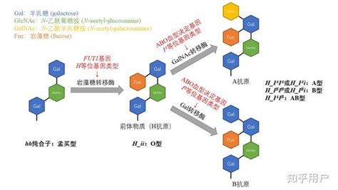 人类主要血型系统简介 知乎