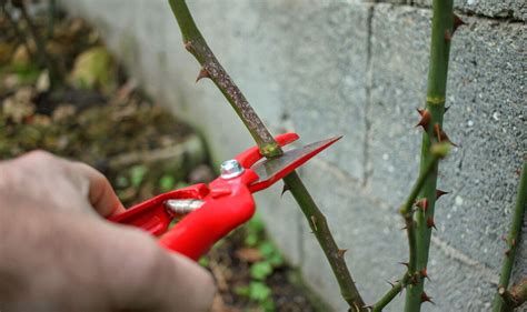How To Prune All Types Of Roses So Plant ‘flowers Vigorously Year