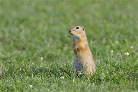 European Ground Squirrel Photo12 Imagebroker Friedhelm Adam