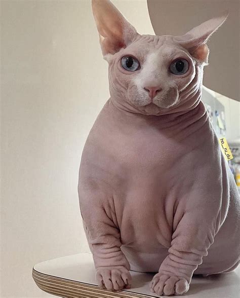 This Chonky Mf Is The Fattest Ballsack Cat Ive Ever Seen 9gag