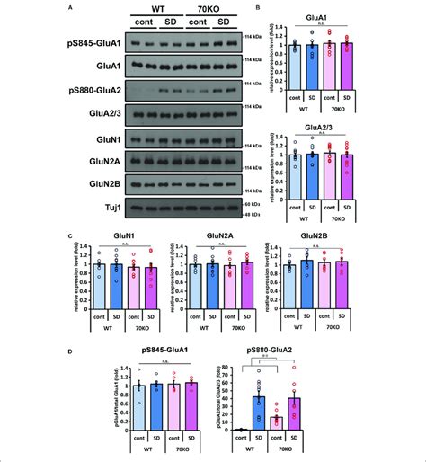 Phosphorylation Level Of Glua2 Is Elevated In Response To Sd Stress