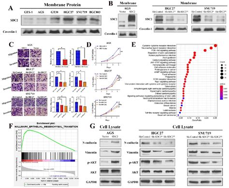 Sdc2 Promotes Proliferation And Invasiveness Of Gc Cells And Its