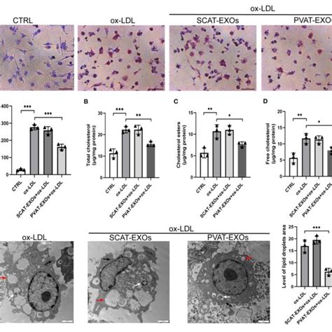 Scat Exos And Pvat Exos Were Transferred Into Macrophages Exosomes