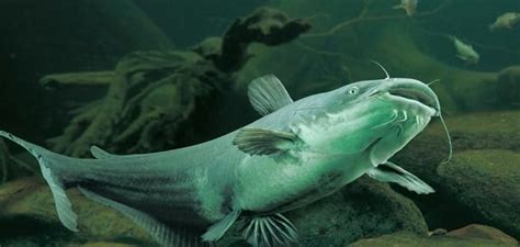 فوائد سمك السلور النهري مقال