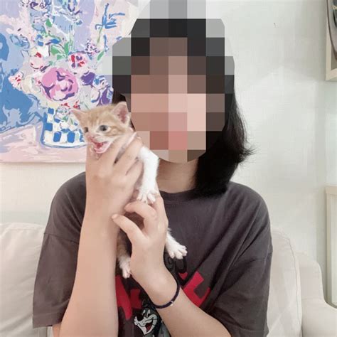 코리안숏헤어 카레 폼스키크기 폼치크기 폼피츠크기 푸숑크기 노르웨이숲크기 데본렉스크기 뱅갈크기 샴크기 셀커크렉스크기 스핑크스크기 아메리칸숏헤어크기 아메리칸컬크기 아비시니안크기