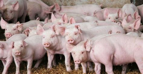Polémica Por Una Posible Inversión China En La Industria Porcina Local