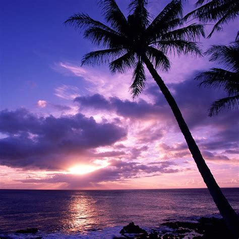 Palm Tree At Sunset Ipad Wallpaper